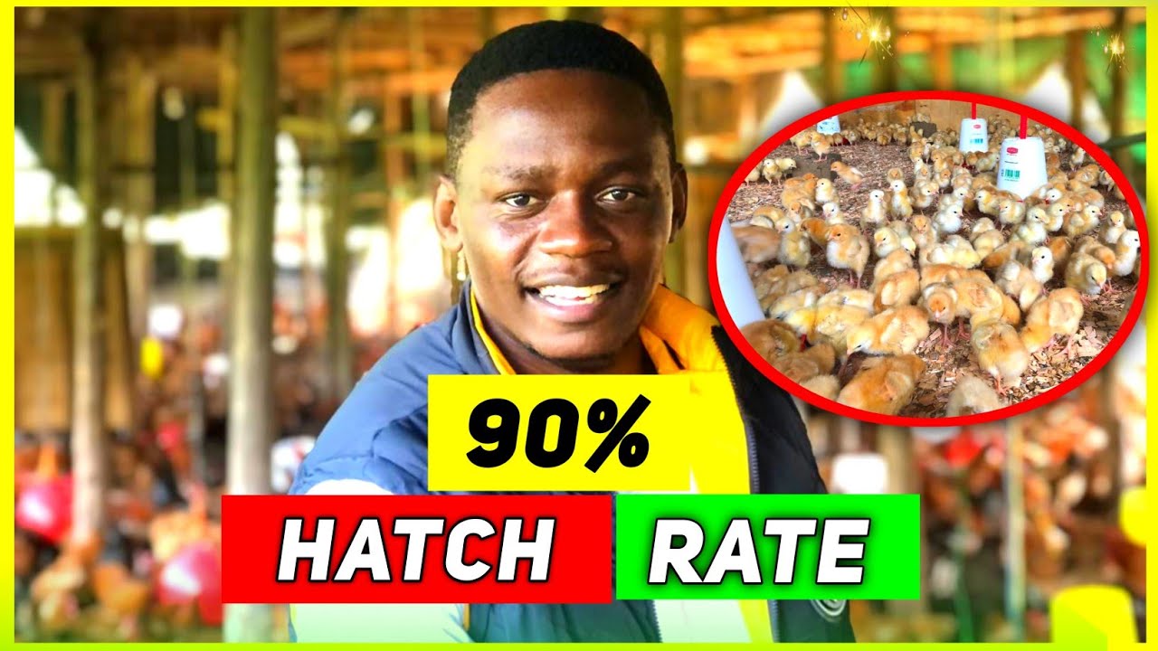 How To Get 90% Hatch Rate Factors To Consider - YouTube