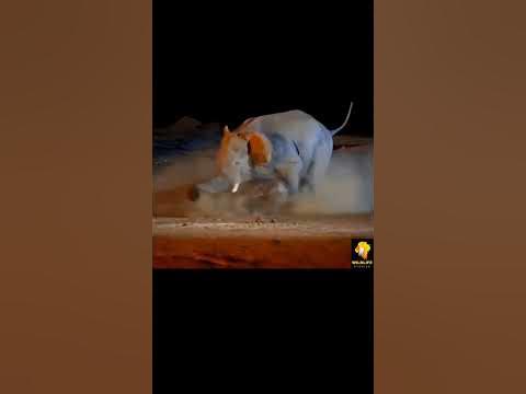 Elephant vs Rhino Battle for Dominance | Wild Confrontation # ...