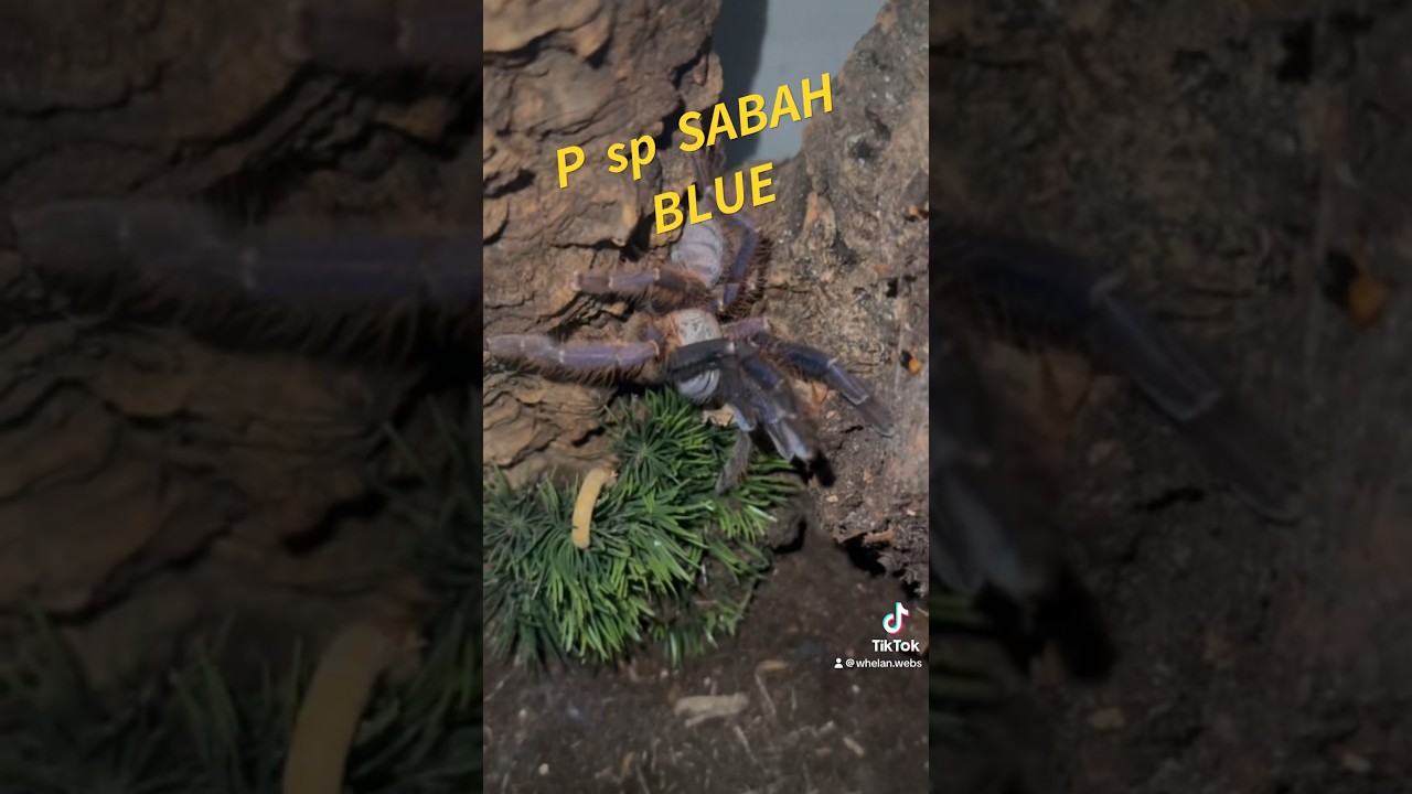 Phormingochilus sp. Sabah Blue: This large colourful blue lavender ...