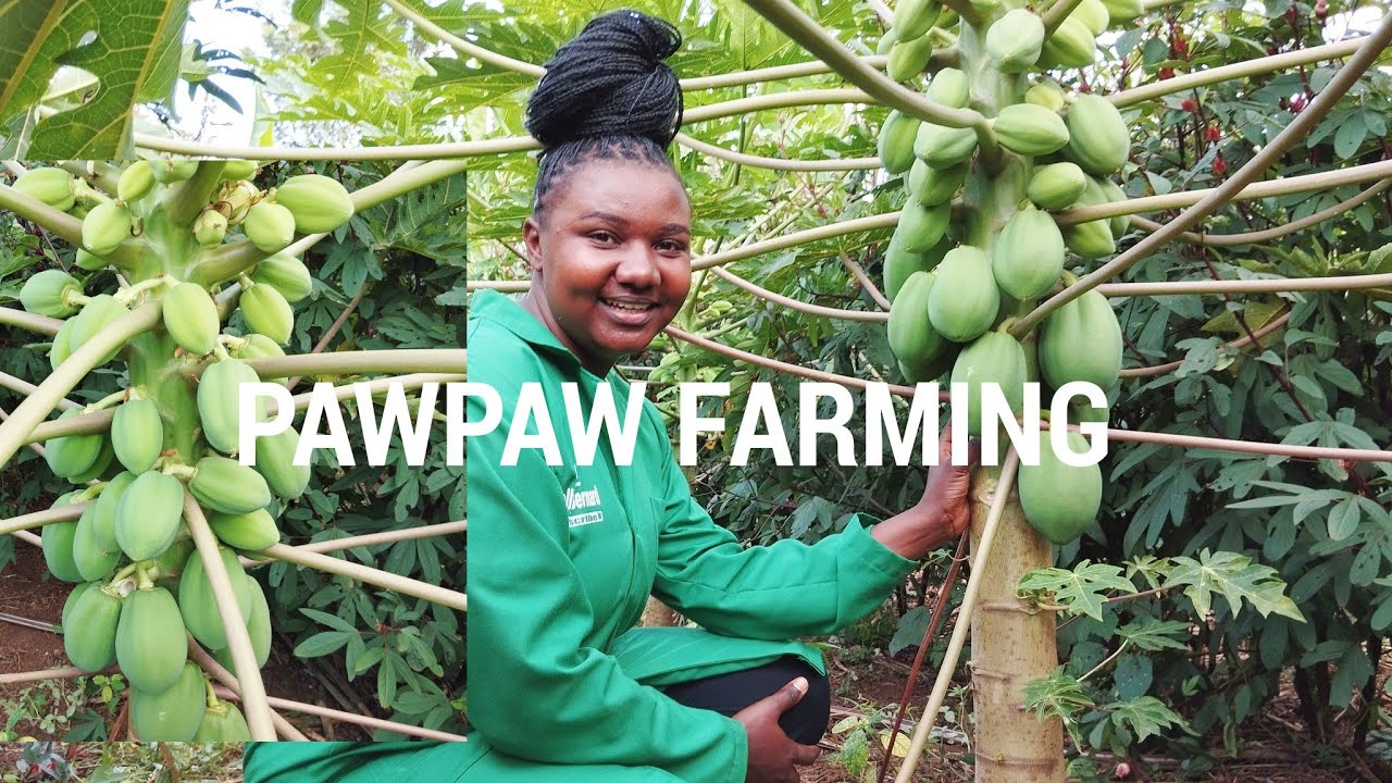 pawpaw farming & it's profitability - YouTube
