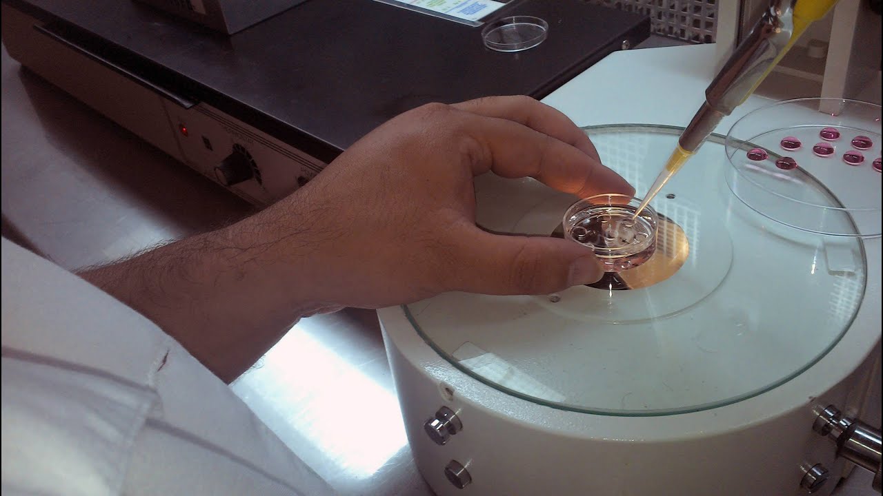 Genética Bovina: Transferencia de embriones por fertilización in vitro ...