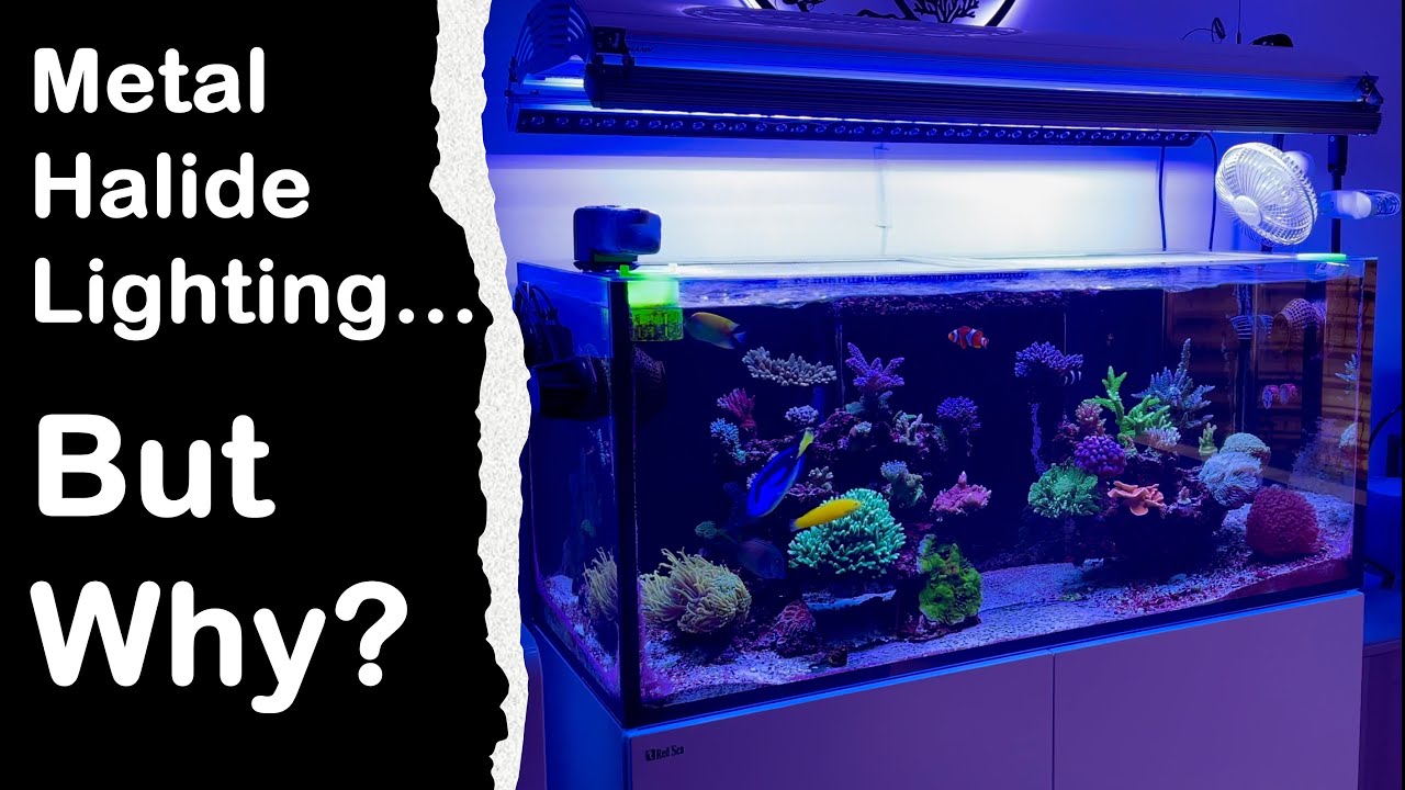 Aqua Metal Halide Lighting Are Metal Halides Making A Comeback? A New