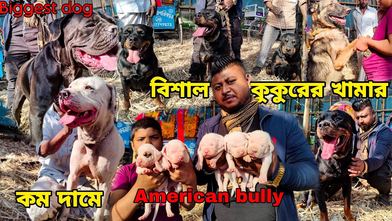 বিশাল বড় কুকুরের খামার_Big Dog Farm In Bangladesh_German shepherd ...