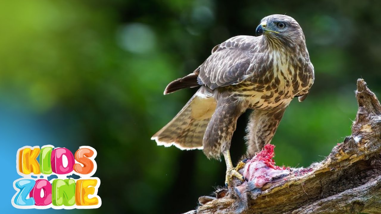 Birds of prey for kids | Raptors for kids learn | Raptor birds of prey ...