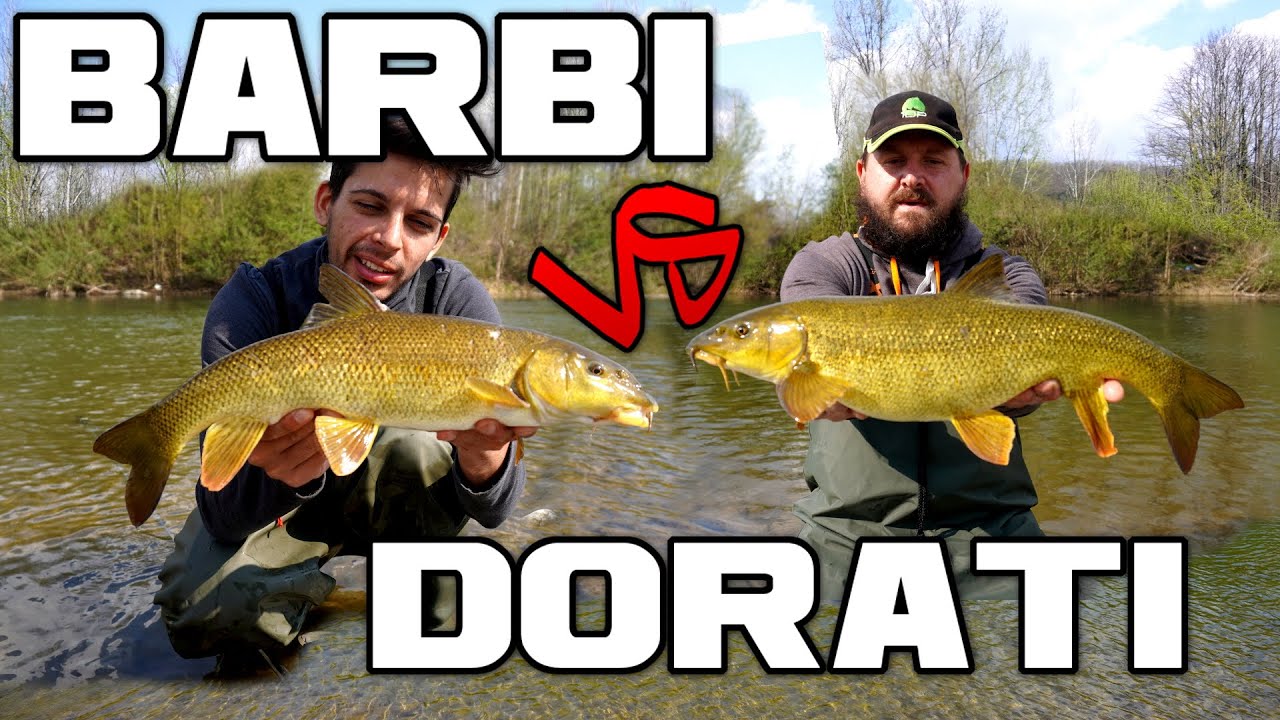 LA LEGGENDA DEI PESCI D'ORO - Pesca alla passata dei Barbi del Serchio ...