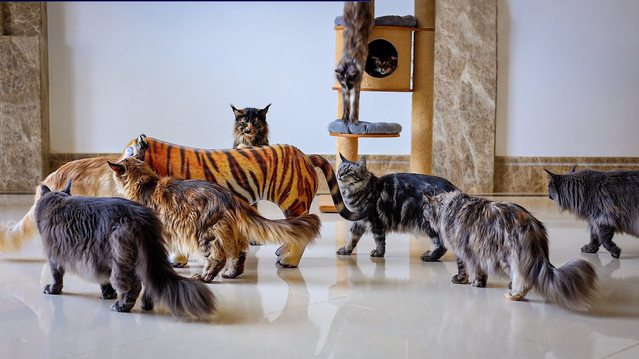 A tiger in the Maine Coons' house 🙀 - YouTube