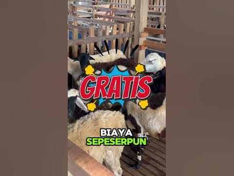 Pelatihan ternak kambing domba GRATIS di berkah jaya farm tanggal 6 April 2025 - YouTube
