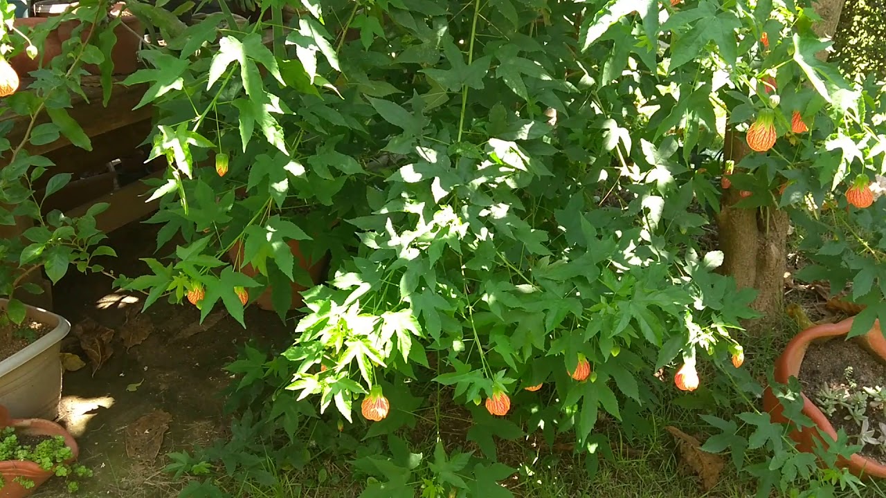Você conhece a planta sininho chinês ? - YouTube