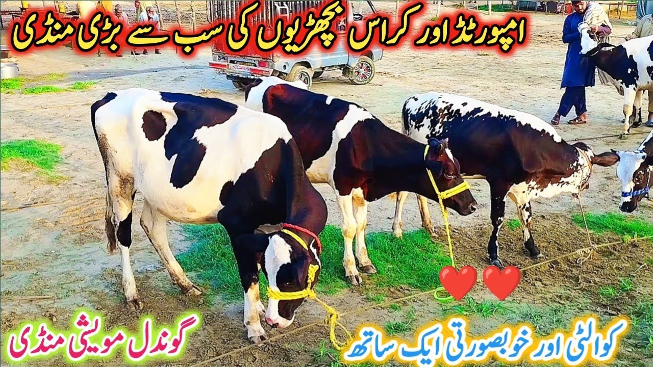 Gondal Mandi latest update 27 Aug 2025!imported heifers Fresh Rate on ...
