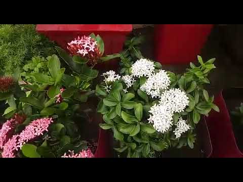 How to grow and care Ixora plant🌱🌱 - YouTube