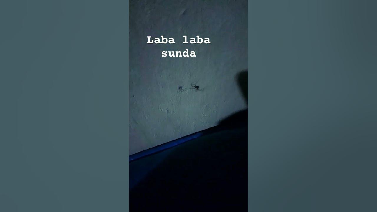 laba laba sunda itu nyata - YouTube