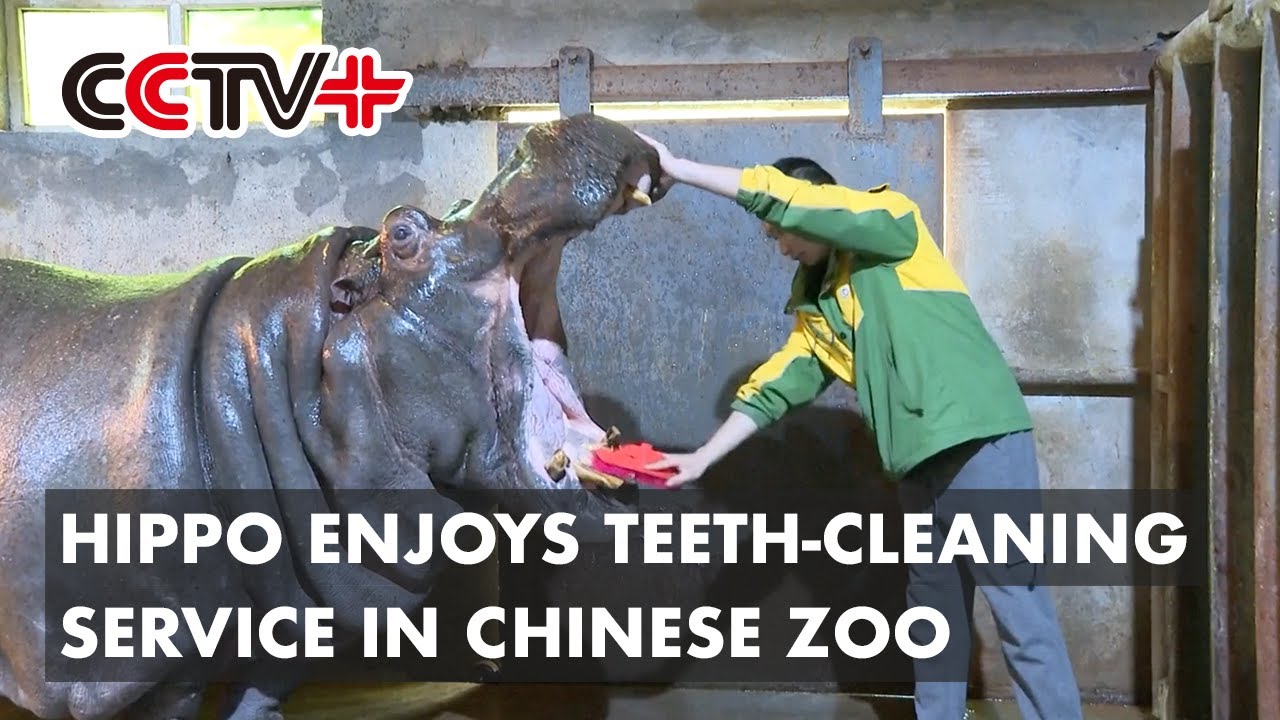 Mouth Wide Open, Two-ton Hippo Enjoys Teeth-cleaning Service in Chinese ...