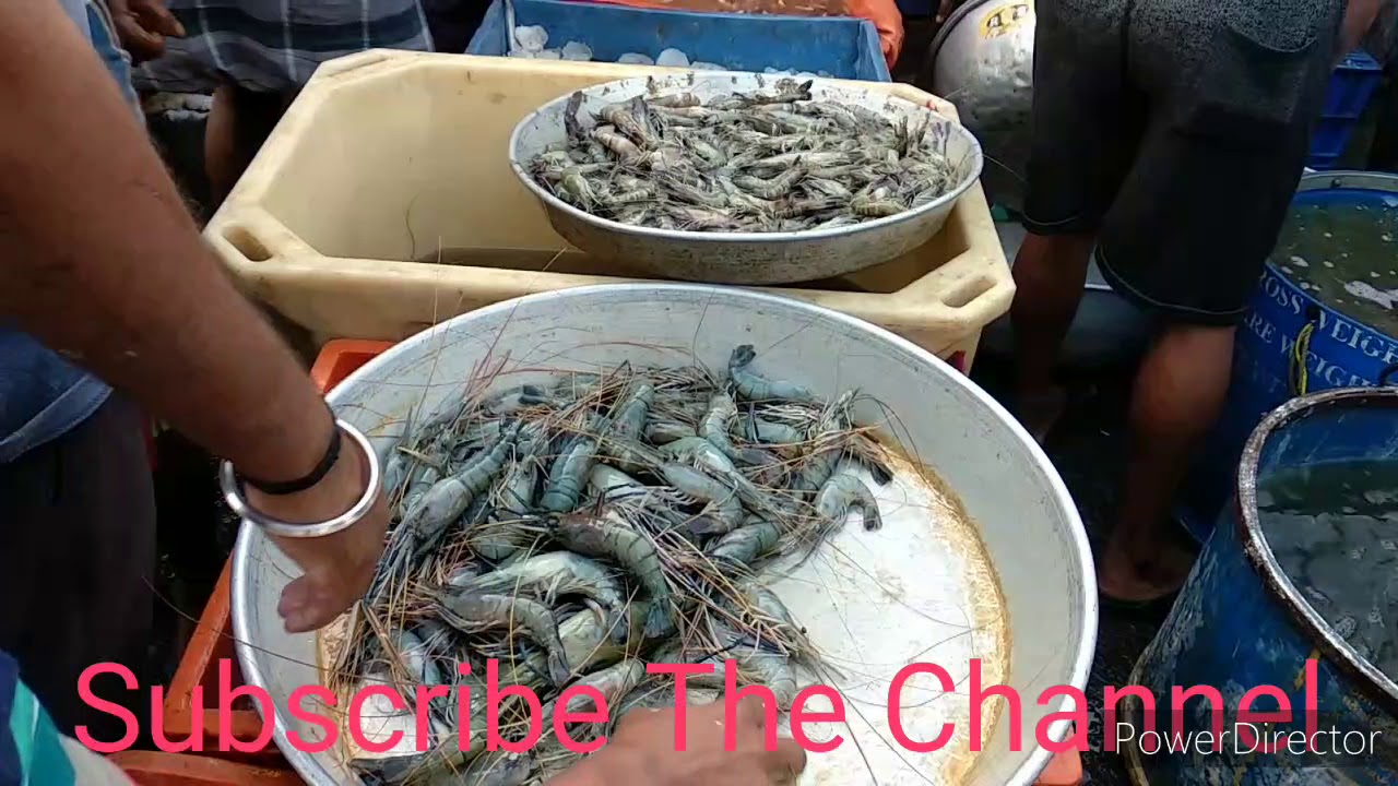 Best Prawn Chingri Fish in Kolkata Kabardanga - YouTube