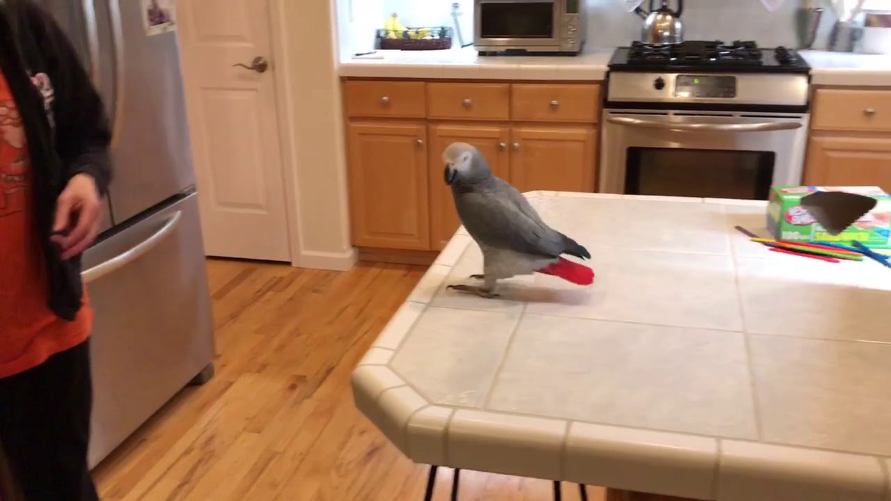 Bird, ball, and box - YouTube
