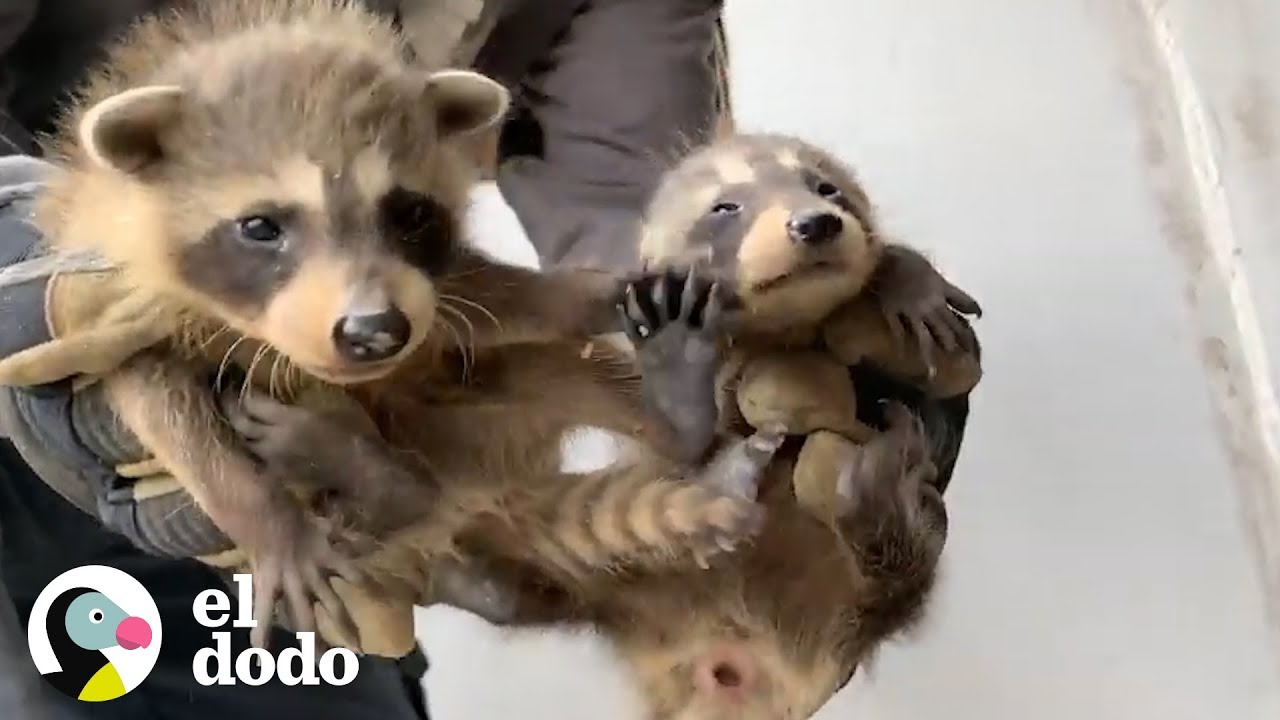 Bebés Mapaches Adorables Quedan Estancados Tras Una Pared El Dodo Youtube