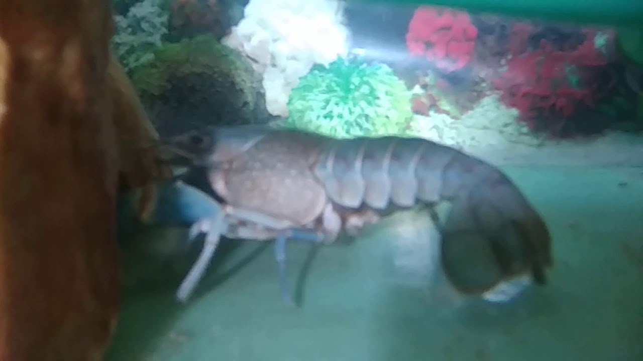 Udang raksasa - YouTube