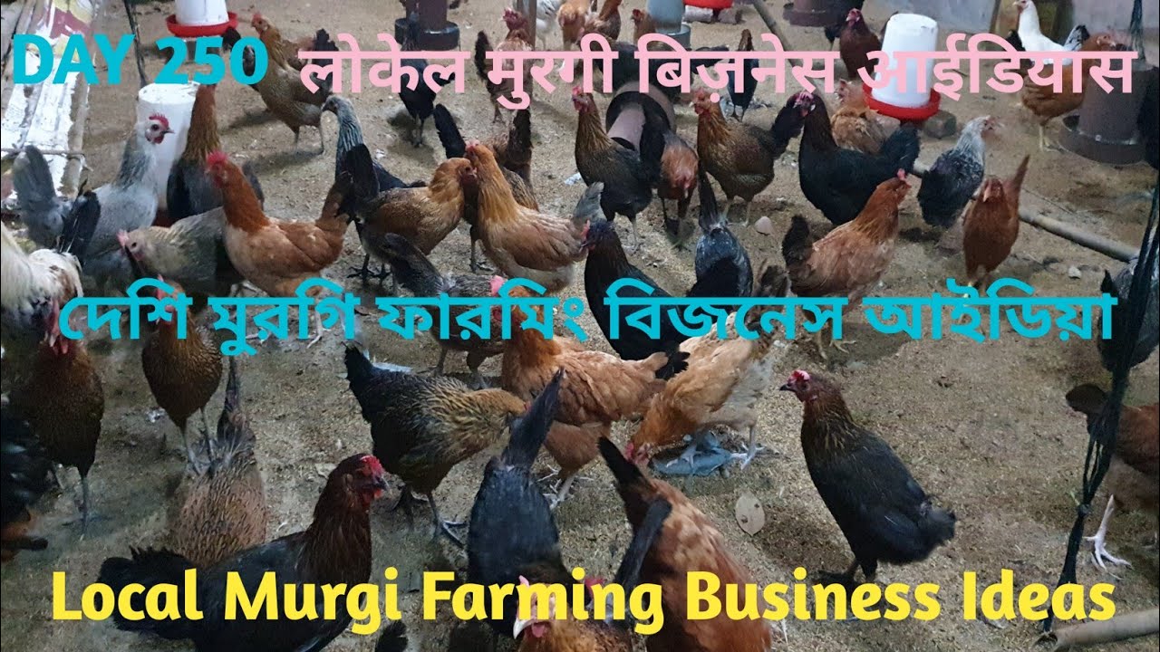 Local Murgi Farming Business Ideas l लोकेल मुरगी बिज़नेस आईडियास l দেশি ...