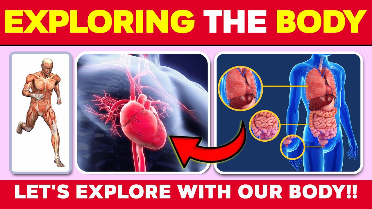 Let's Explore Our Bodies - QUIZ About Exploring The Human Body??🧠🫀🦴 ...