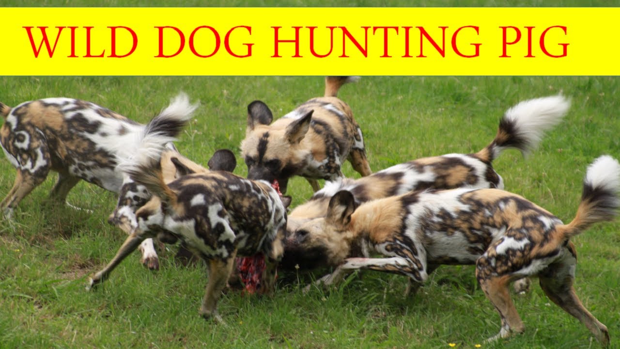 WILD HUNTER DOG HUNTING PIG IN THE FOREST | AKB ANIMAL WORLD - YouTube