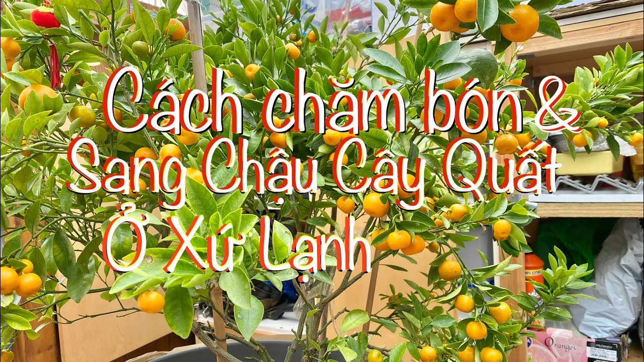 #286.Cách chăm bón và sang chậu cho cây Quất(cây tắc)và những cây ăn ...