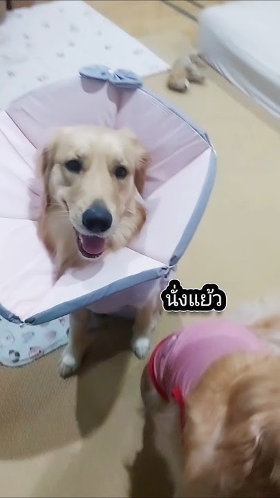 ใครกินขนมยกมือขึ้น #หรรษาพาเพลิน #goldenretriever #dogshorts #pets #โกลเด้นรีทรีฟเวอร์ #doglife ...