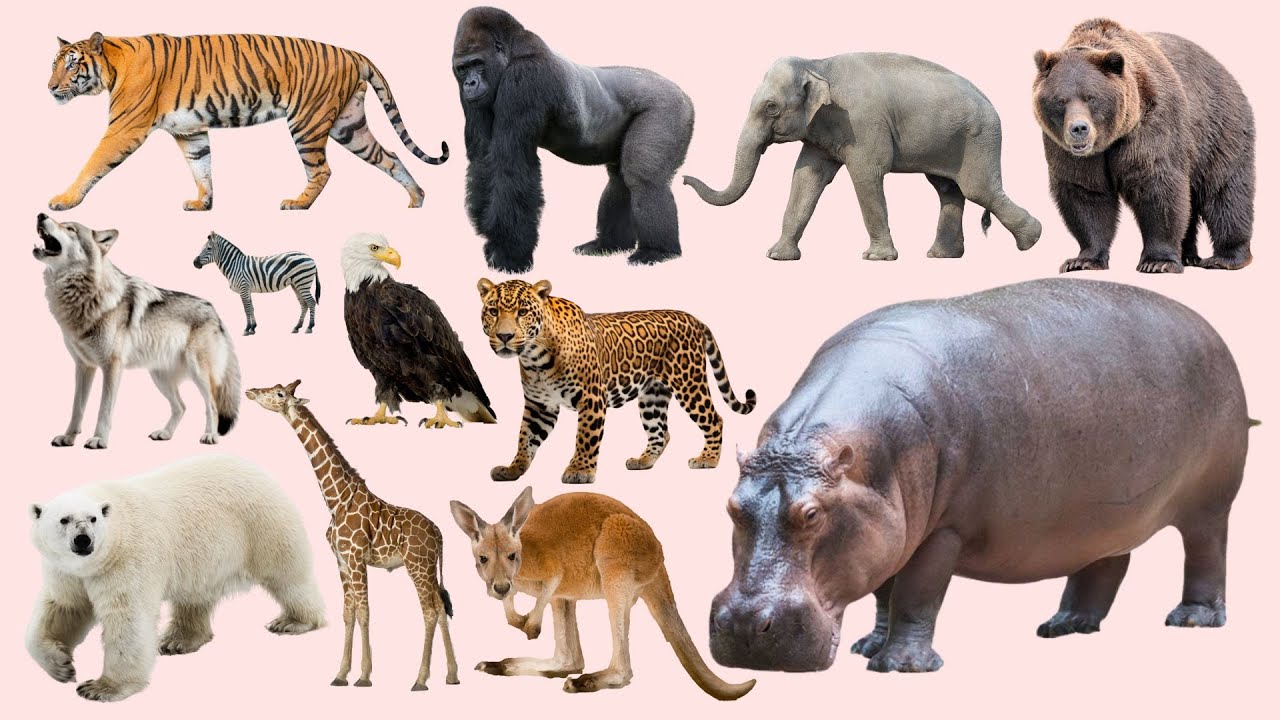 Learn Wild Animal Names And Sounds | Wild Animals Vocabulary In English ...