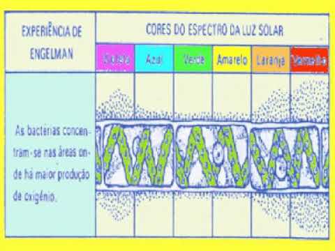 Experiência de Engelmann - YouTube