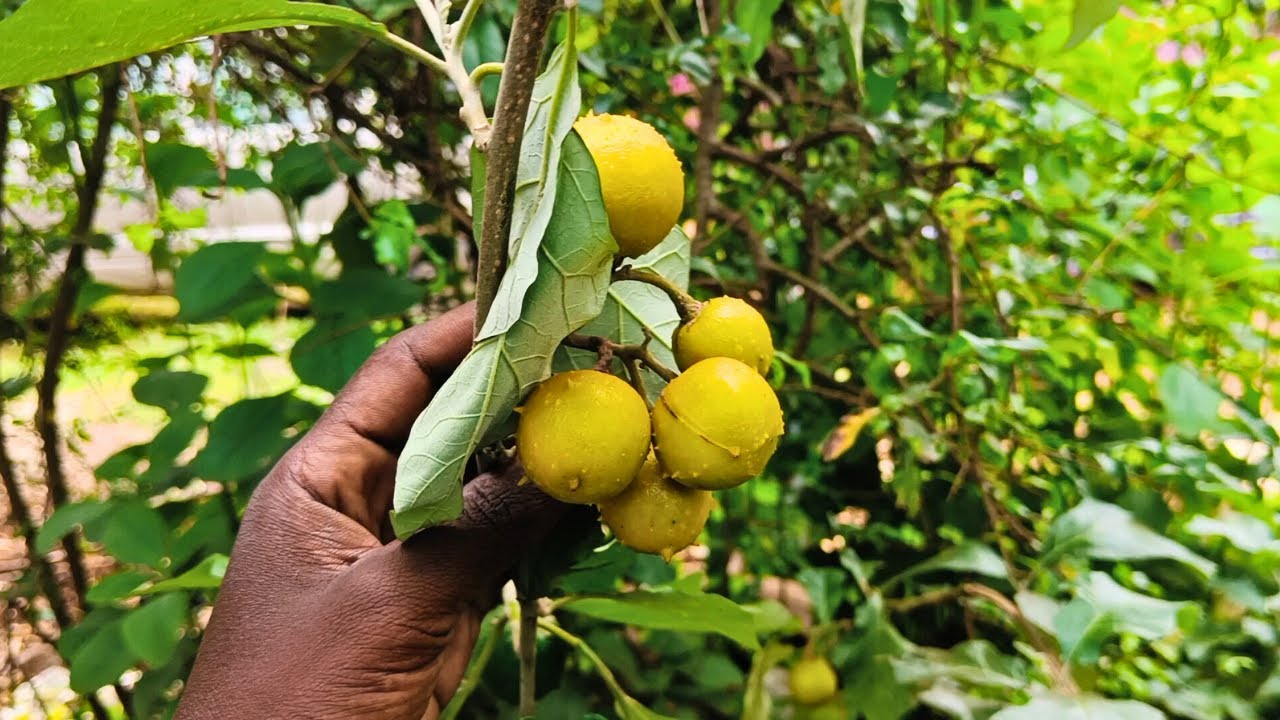 OKUSIKA ENFULI ZAKONA ENTUUFU BASIKA WA EBIGGAGA BYA JAAJA BY KANSIIWA ...