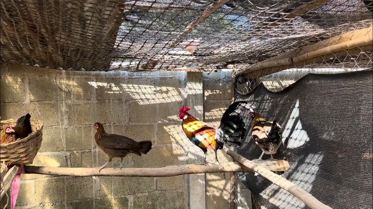 Qaib qus qua zoo 2024 #2 - YouTube