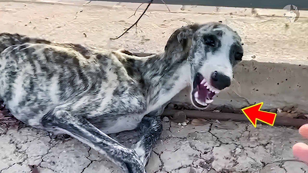 Weak and painfully thin dog burst into tears when he heard the sound of ...