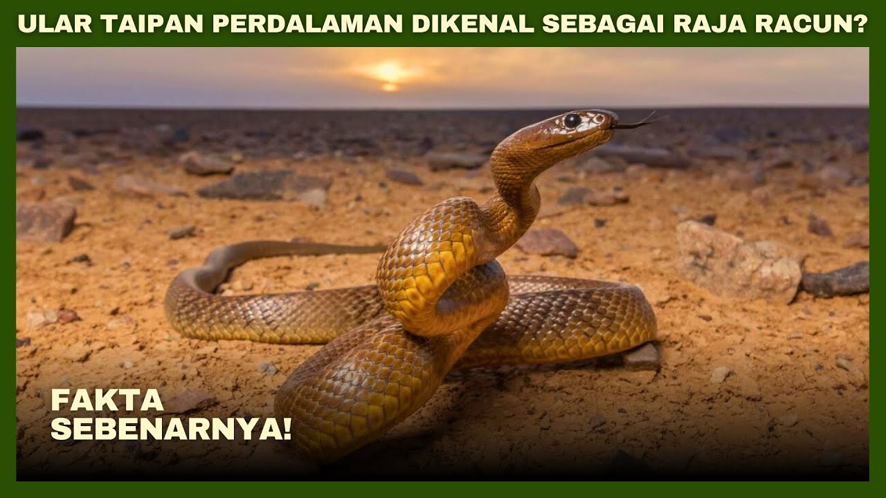 “Mengapa Ular Taipan Australia Dikenal Sebagai Raja Racun? Ini ...