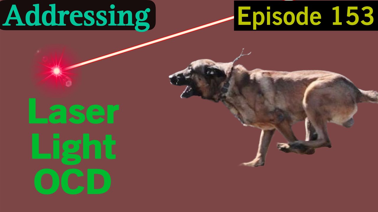 Addressing Laser Light OCD in Dogs - YouTube