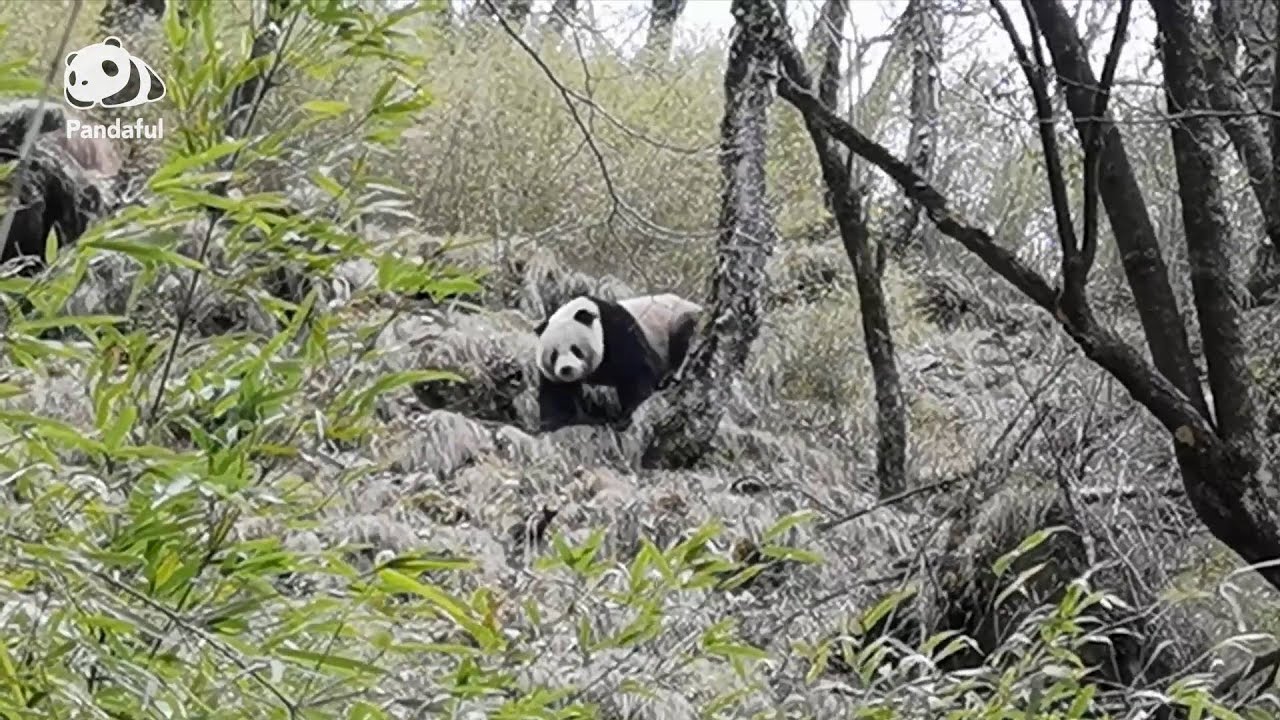 What hidden abilities do pandas have? | Pandaful Q&A - YouTube