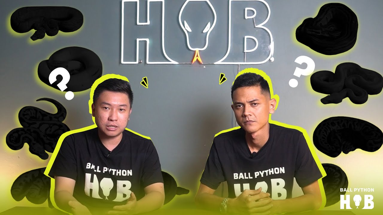 Top 10 Holdback Ball Python Hub 2021 - YouTube