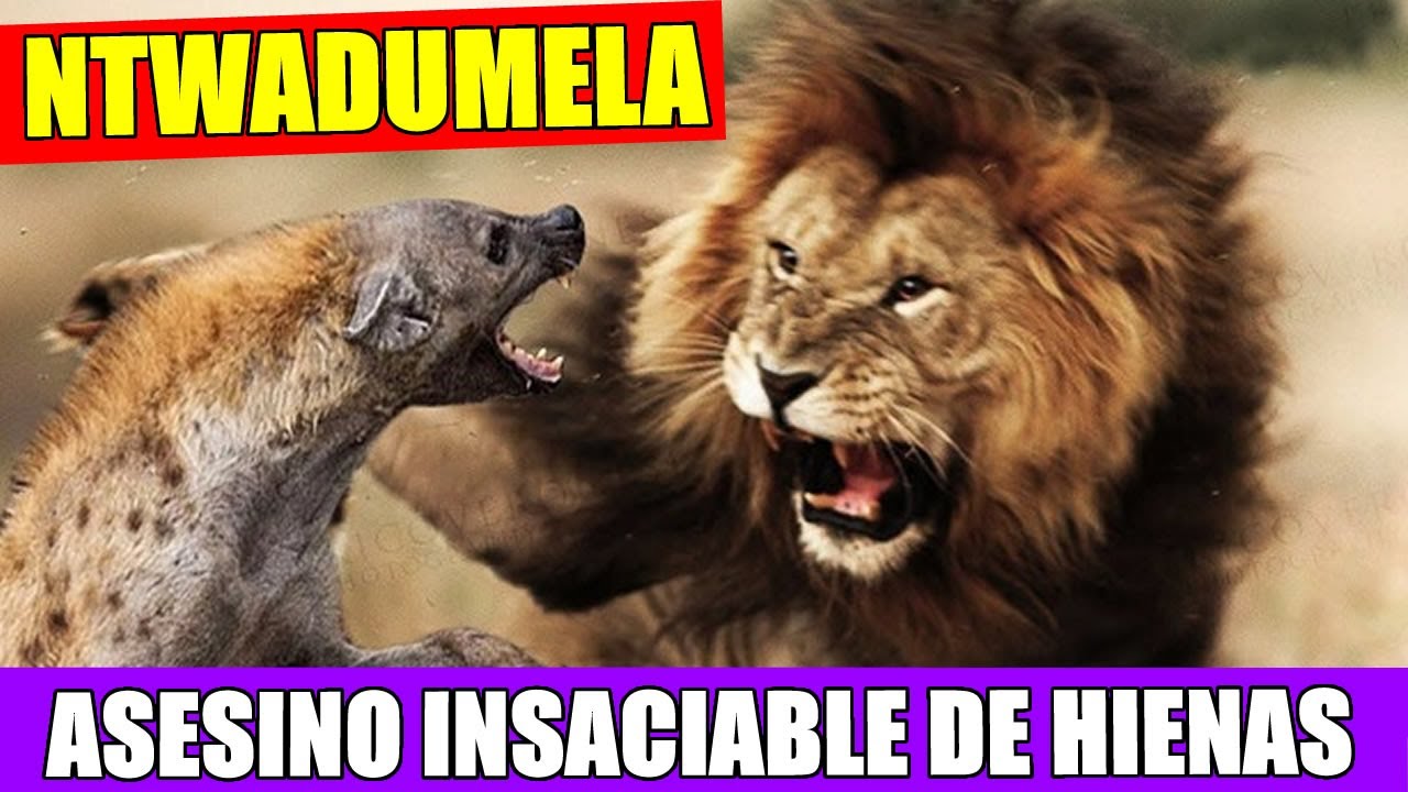 León - NTWADUMELA EL LEÓN MÁS TEMIDO POR LAS HIENAS - YouTube