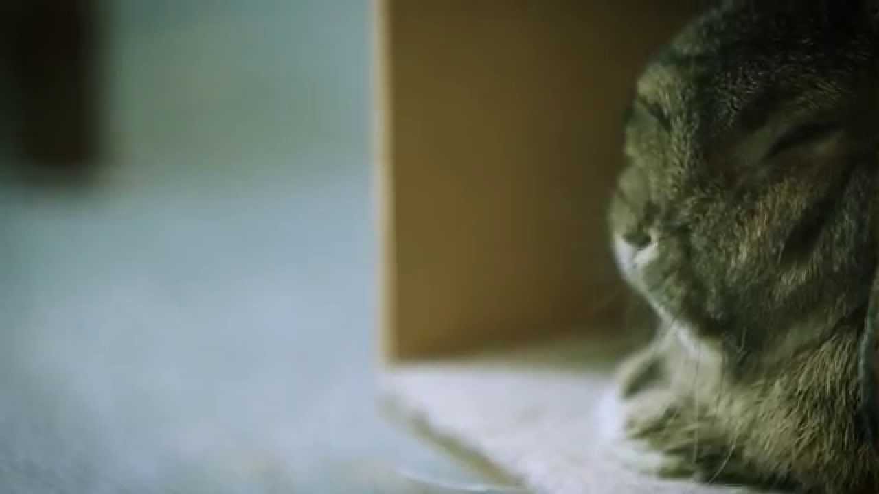 Sleepy George Michael the Rabbit - YouTube
