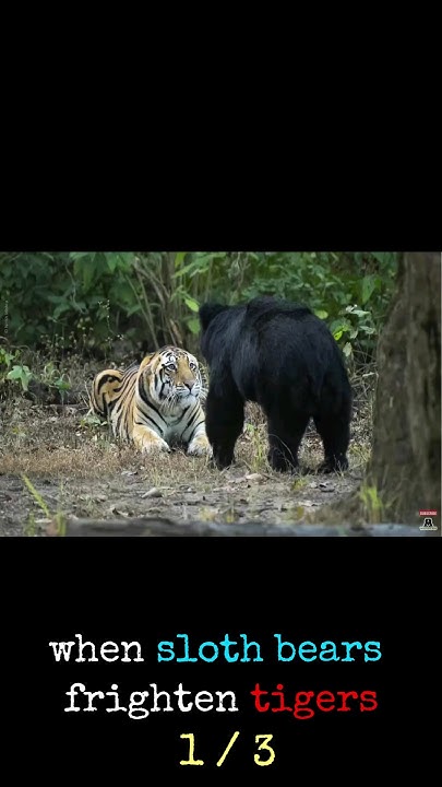 sloth bear vs tiger p1 - YouTube