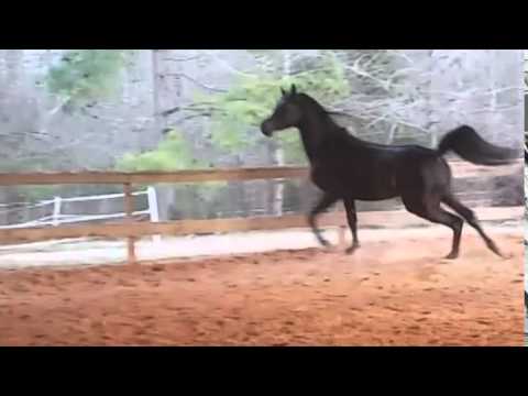 Neo of Rohan 2015-02-04 - YouTube