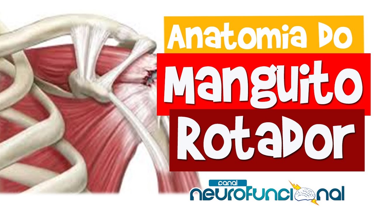 ANATOMIA DO MANGUITO ROTADOR (Origem, Inserção e Ação) - Rogério Souza ...