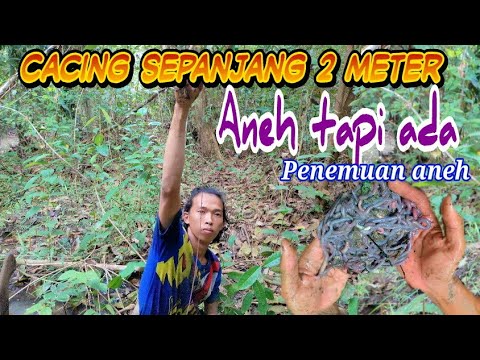 aneh tapi nyata || berburu cacing rawa || dengan panjang 2 meter 😱 ...