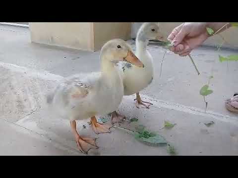 Qaz balası, ördək balası - 2 / Goosling and duckling / Гусенок и утенок