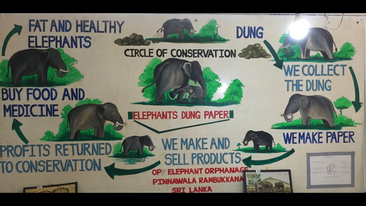 Elephant Poo , Pinnawala, Sri Lanka, Poo to Paper Factory - YouTube
