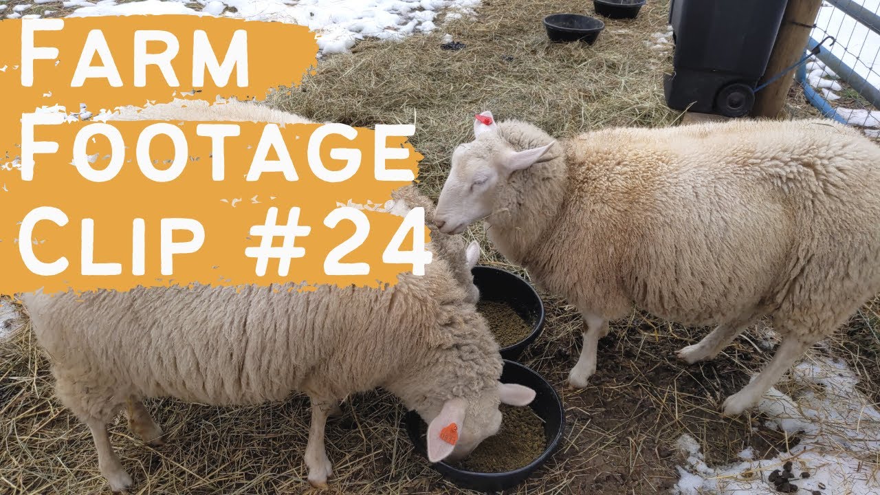 Farm Footage - Clip #24 - Christmas Eve on The Farm - YouTube
