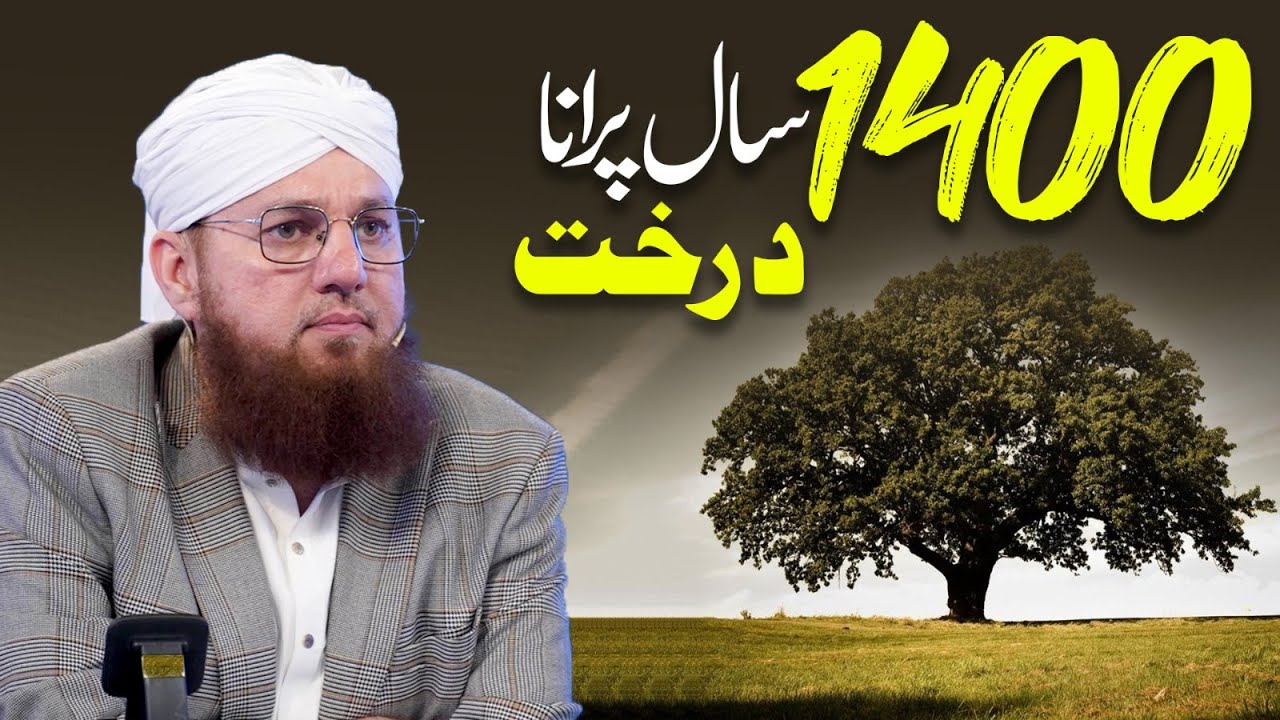 1400 Saal Purana Darakht | Nabi e Pak Ky Zamane Ka Darakht | Abdul ...
