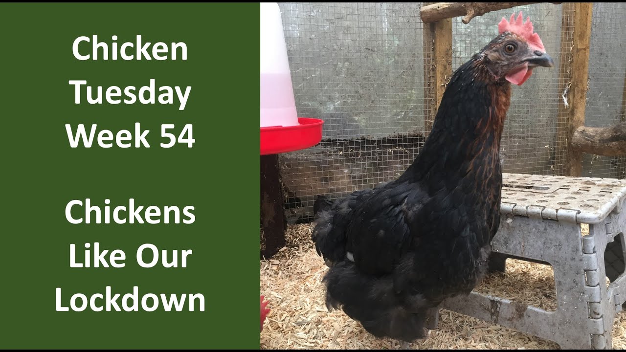 Chicken Tuesday Week 54 Chickens Like Our Lockdown - YouTube