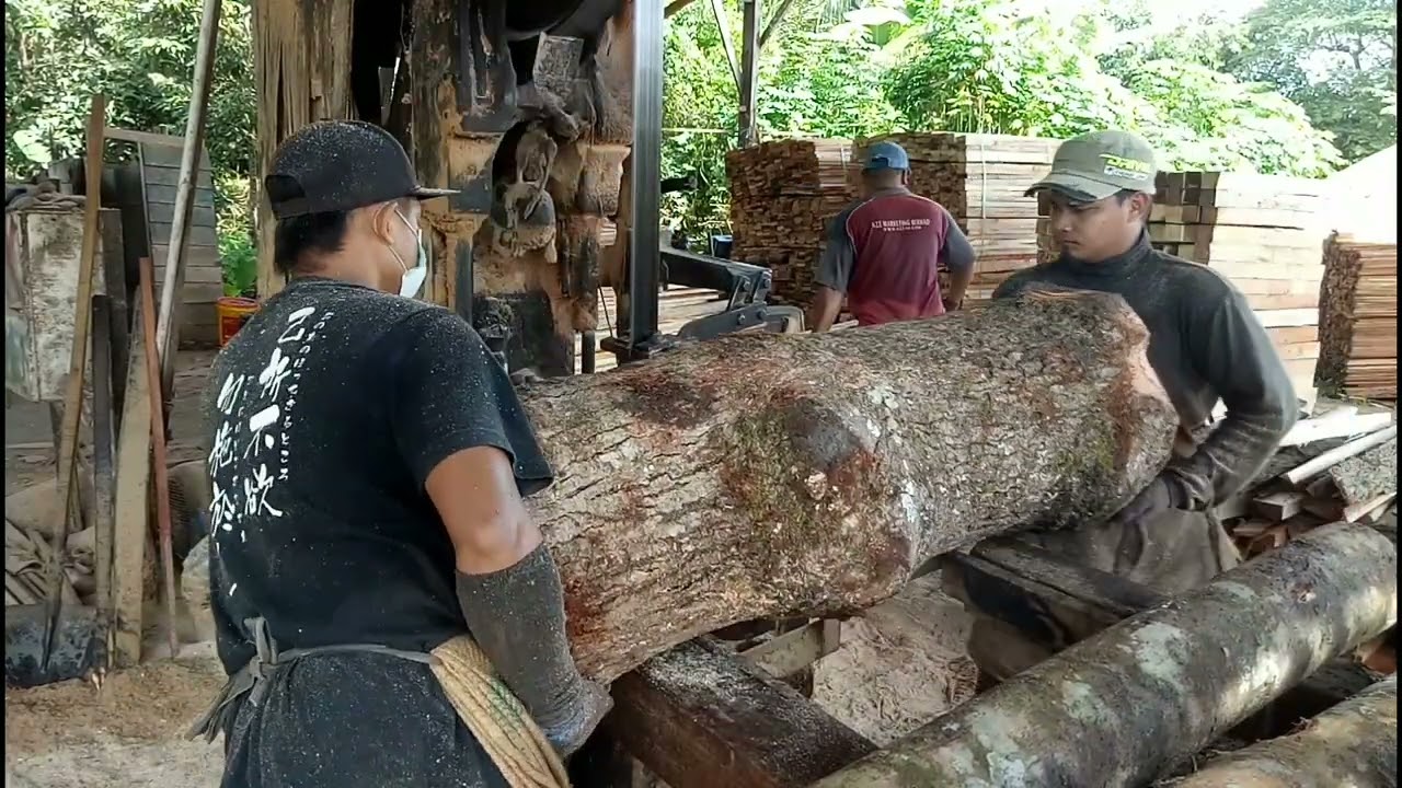 Mantap..!!Kayu Mangga Hutan Seratnya Wuled Galihnya Joss..!!! - YouTube