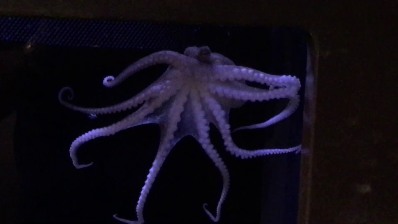 Audubon's California Two Spot Octopus - YouTube