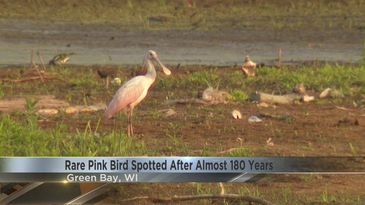 Rare pink bird spotted in Wisconsin after almost 180 years - YouTube