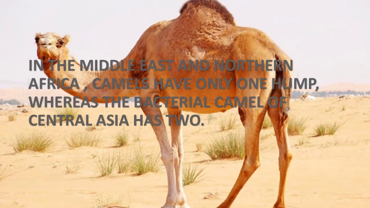 Why do camels have humps? - YouTube