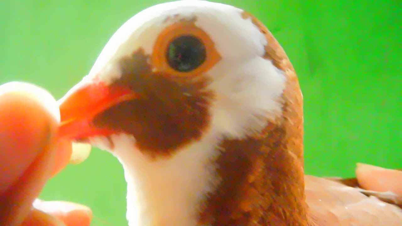 MERPATI PLONTANG GAMBIR CINCIN DUCATI UMUR1Bulan 8 HARI# ...